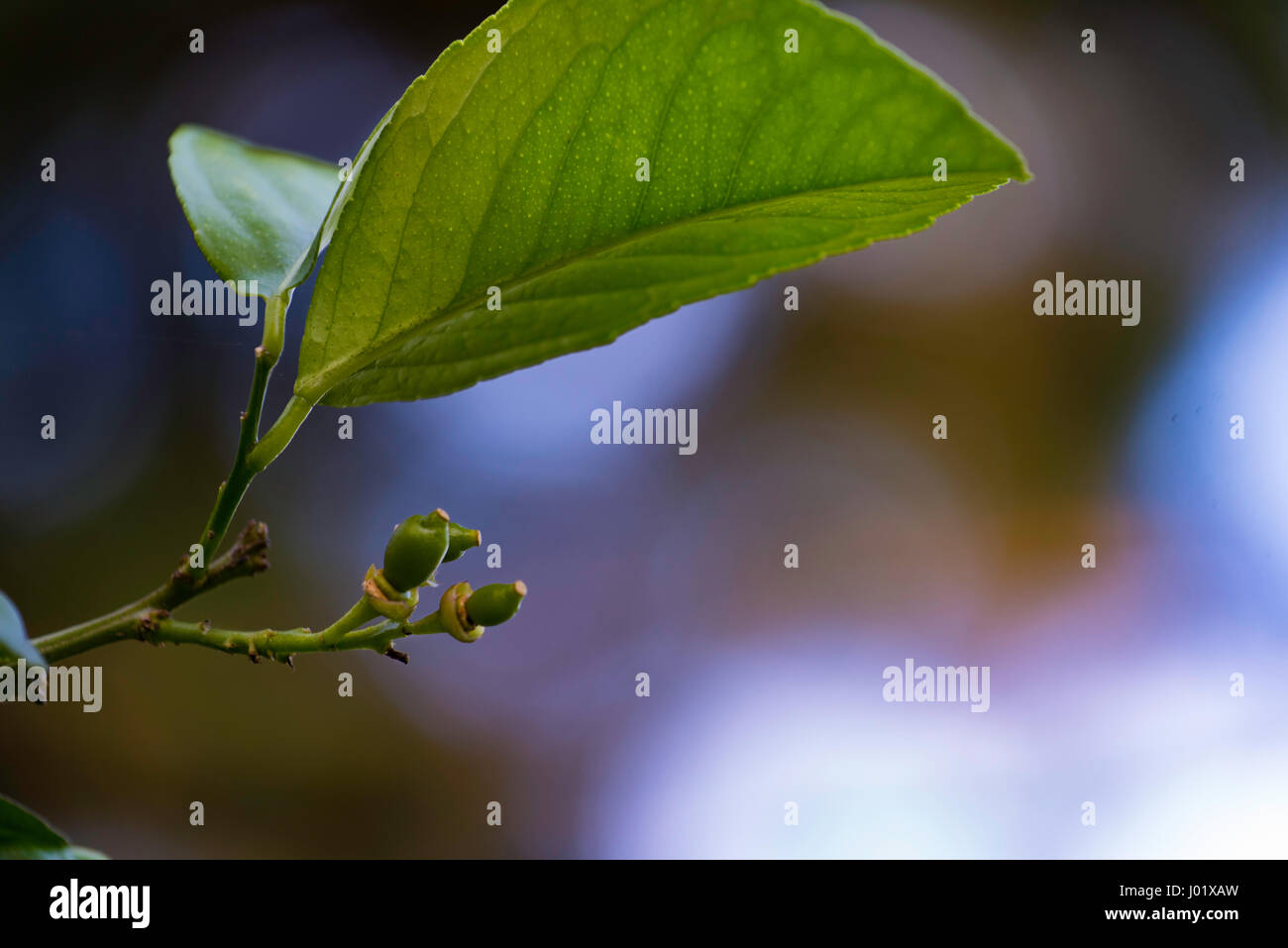 Lemon buds or young lemons as they first appear on a Eureka (Citris ...