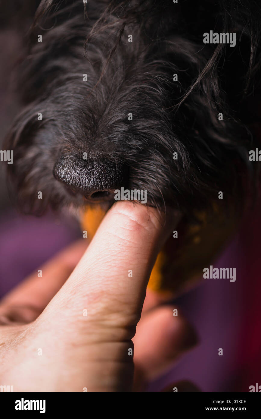 Dog eating people food from hand hi-res stock photography and images ...