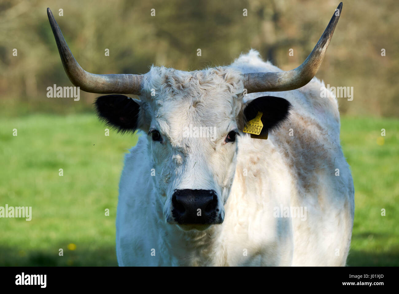white park cattle at dinefwr park Stock Photo - Alamy