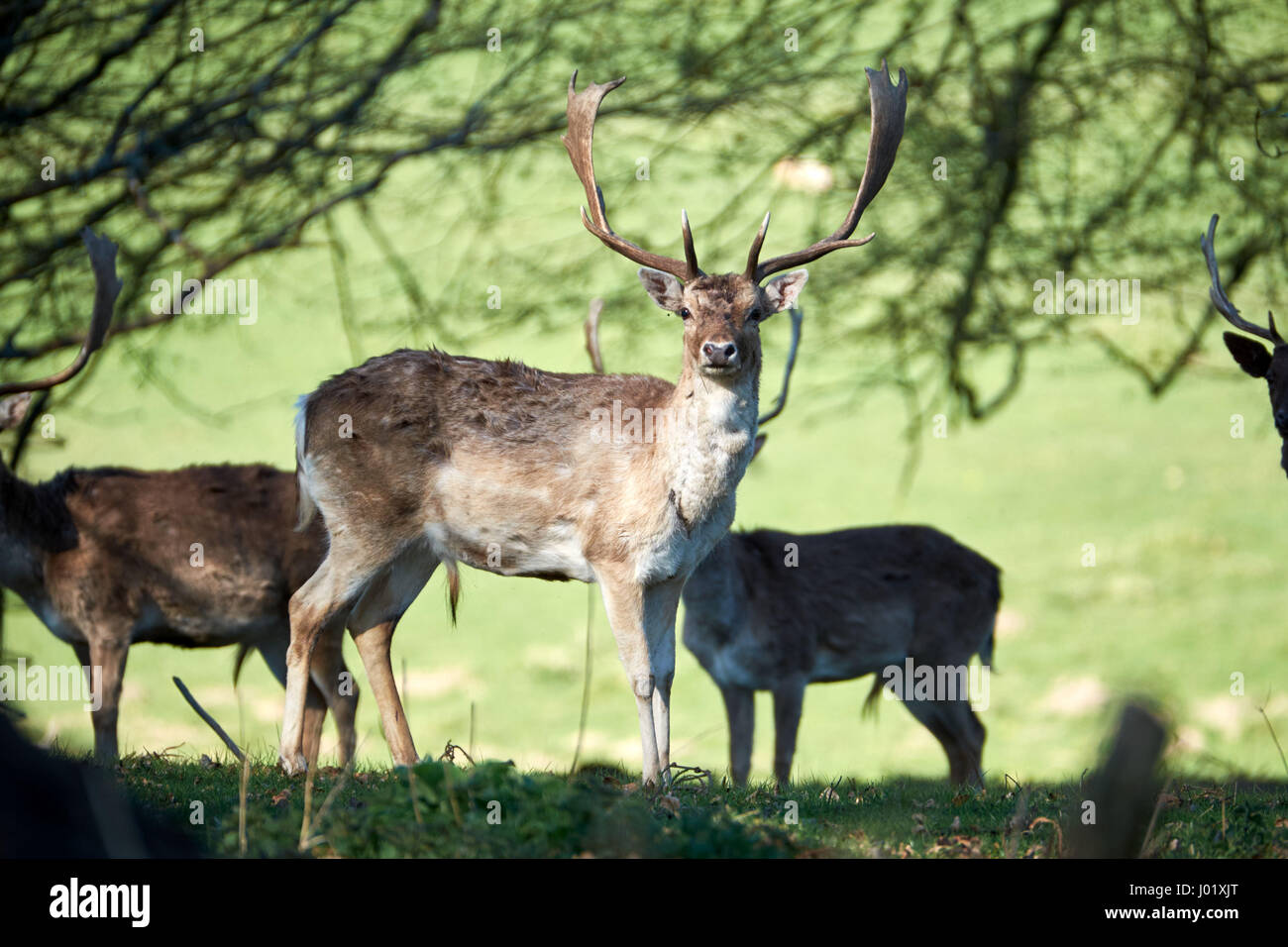 deer in the trees, dinefwr park Stock Photo - Alamy
