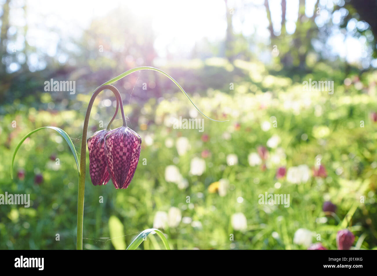 Beautiful snakes hi-res stock photography and images - Alamy
