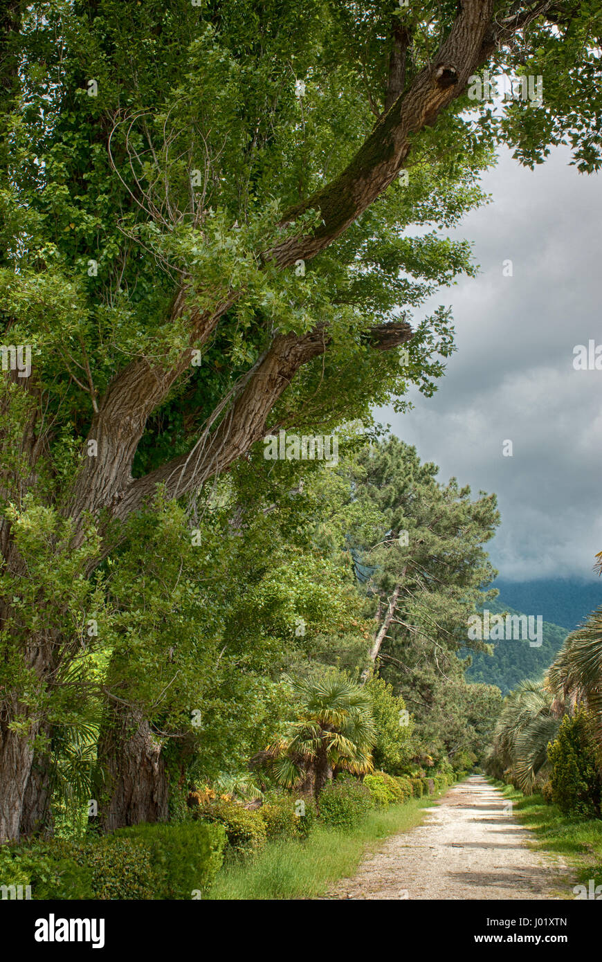 Forest path with old big trees Stock Photo - Alamy