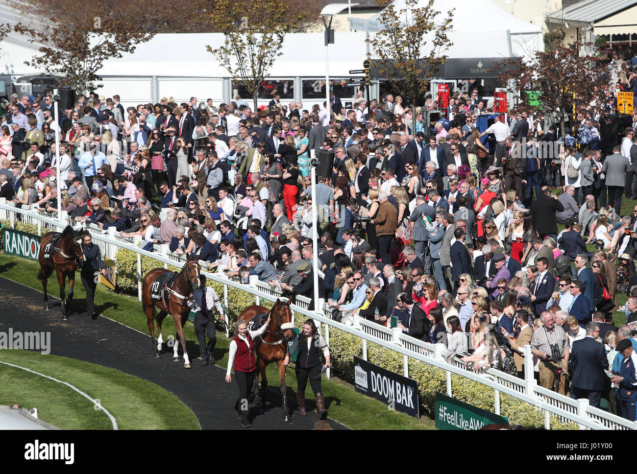 Horses in the parade ring before the second race on Grand National Day ...