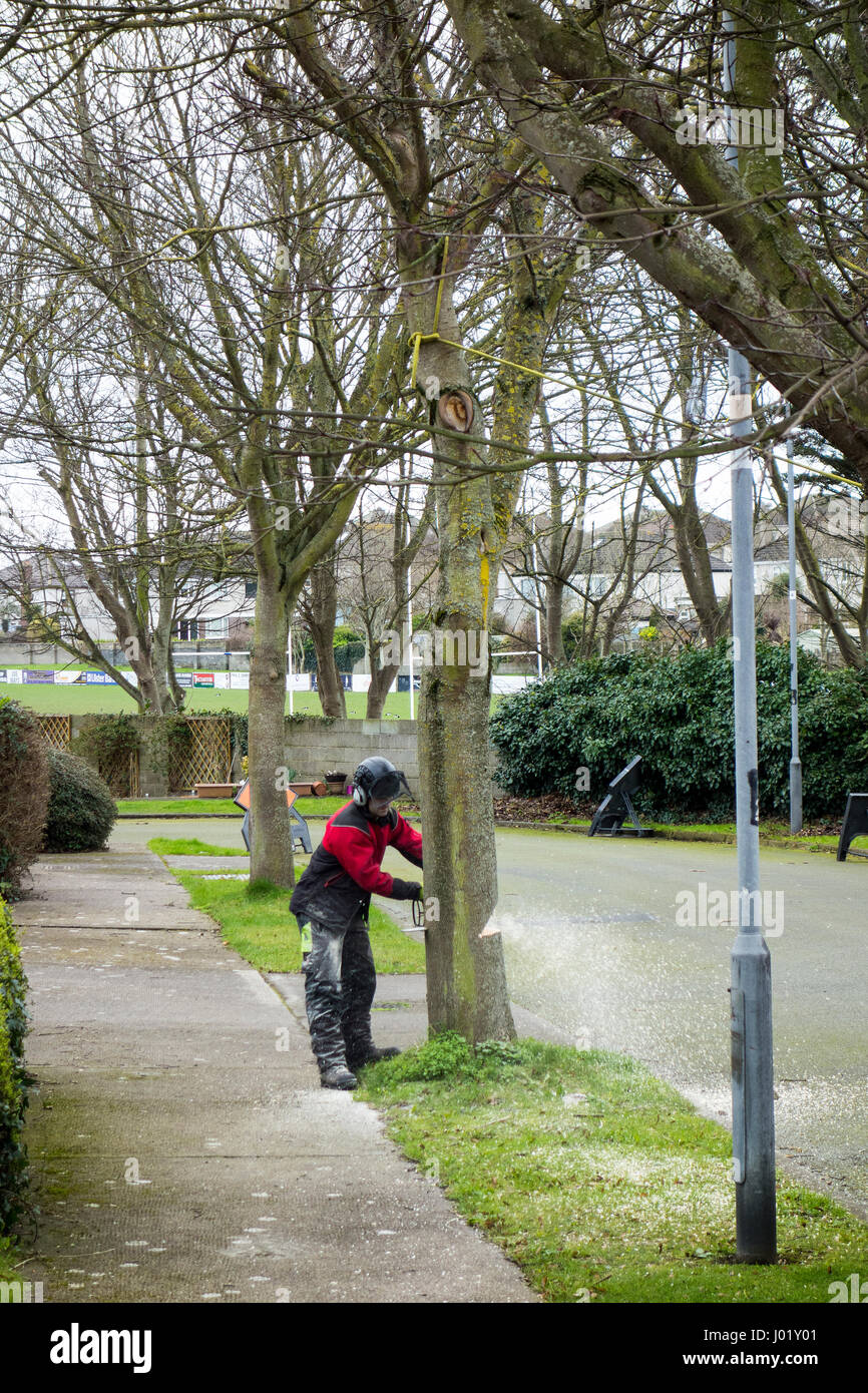 County council workmen and tree surgeons lopping branches and safely ...