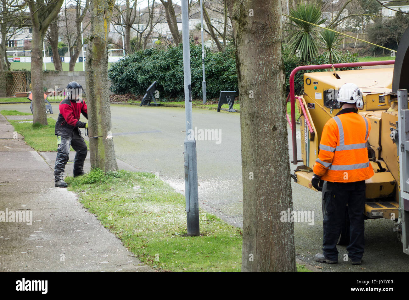 County council workmen and tree surgeons lopping branches and safely ...
