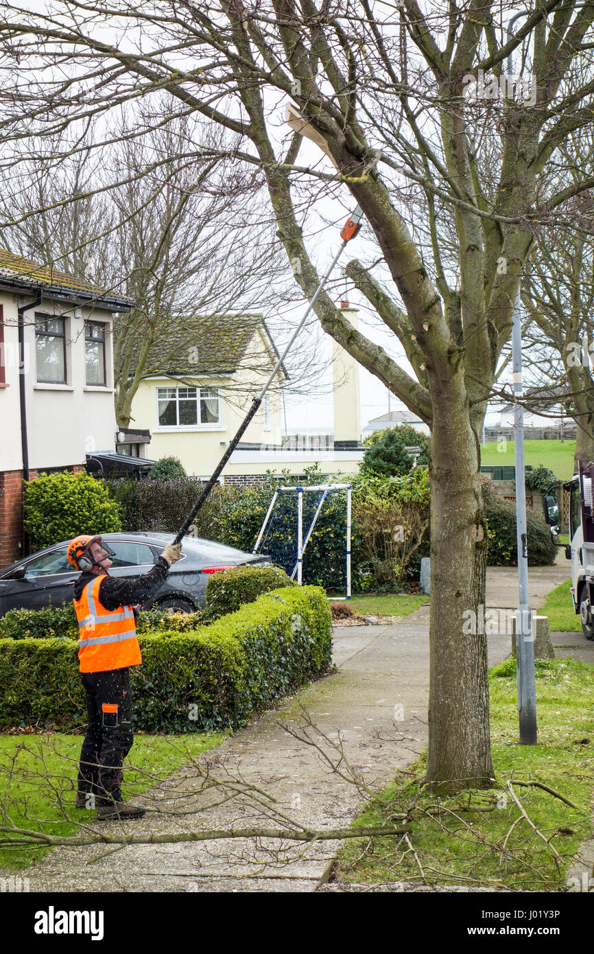 County council workmen and tree surgeons lopping branches and safely ...