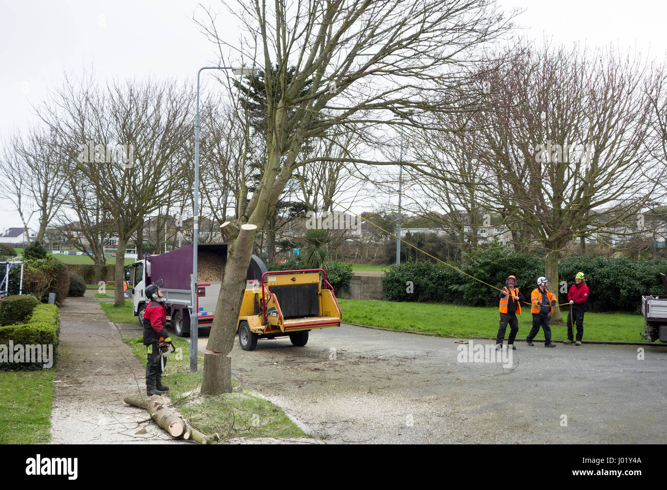 County council workmen and tree surgeons lopping branches and safely ...