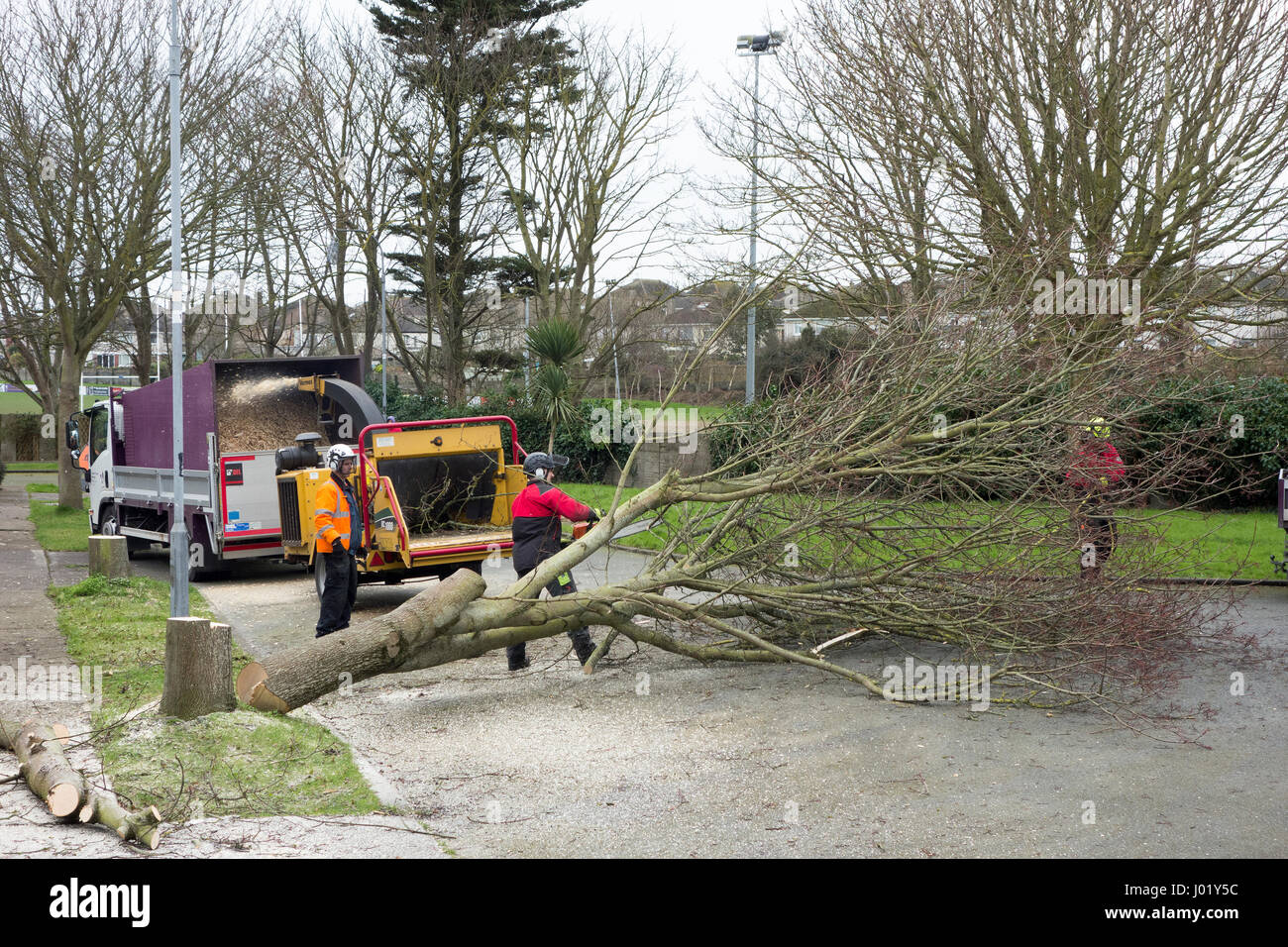 County council workmen and tree surgeons lopping branches and safely ...