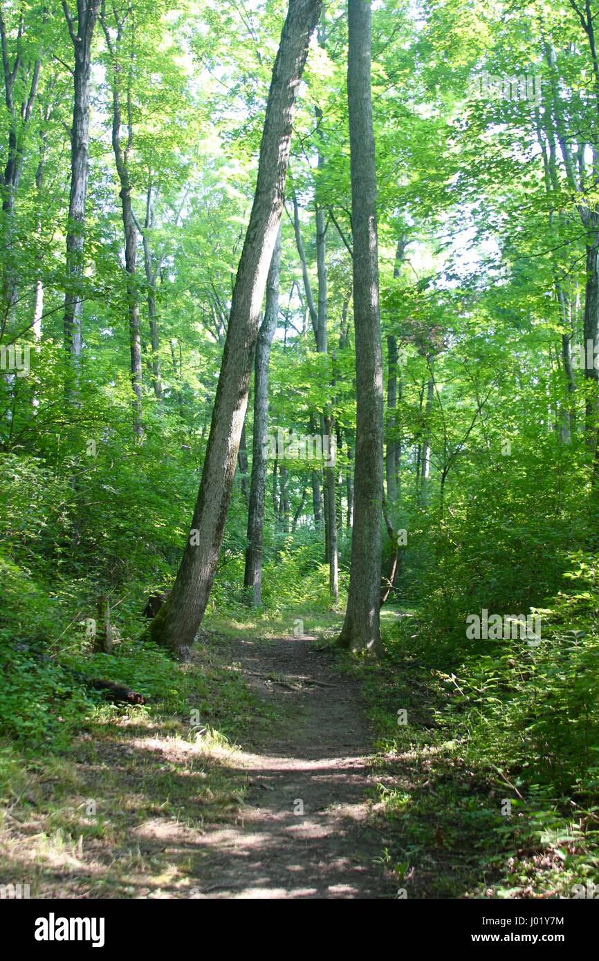 The nature trail in the forest with the trees crossing in the trail ...