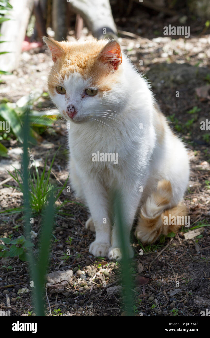Domestic cat sitting on the ground, enjoying nature Stock Photo - Alamy