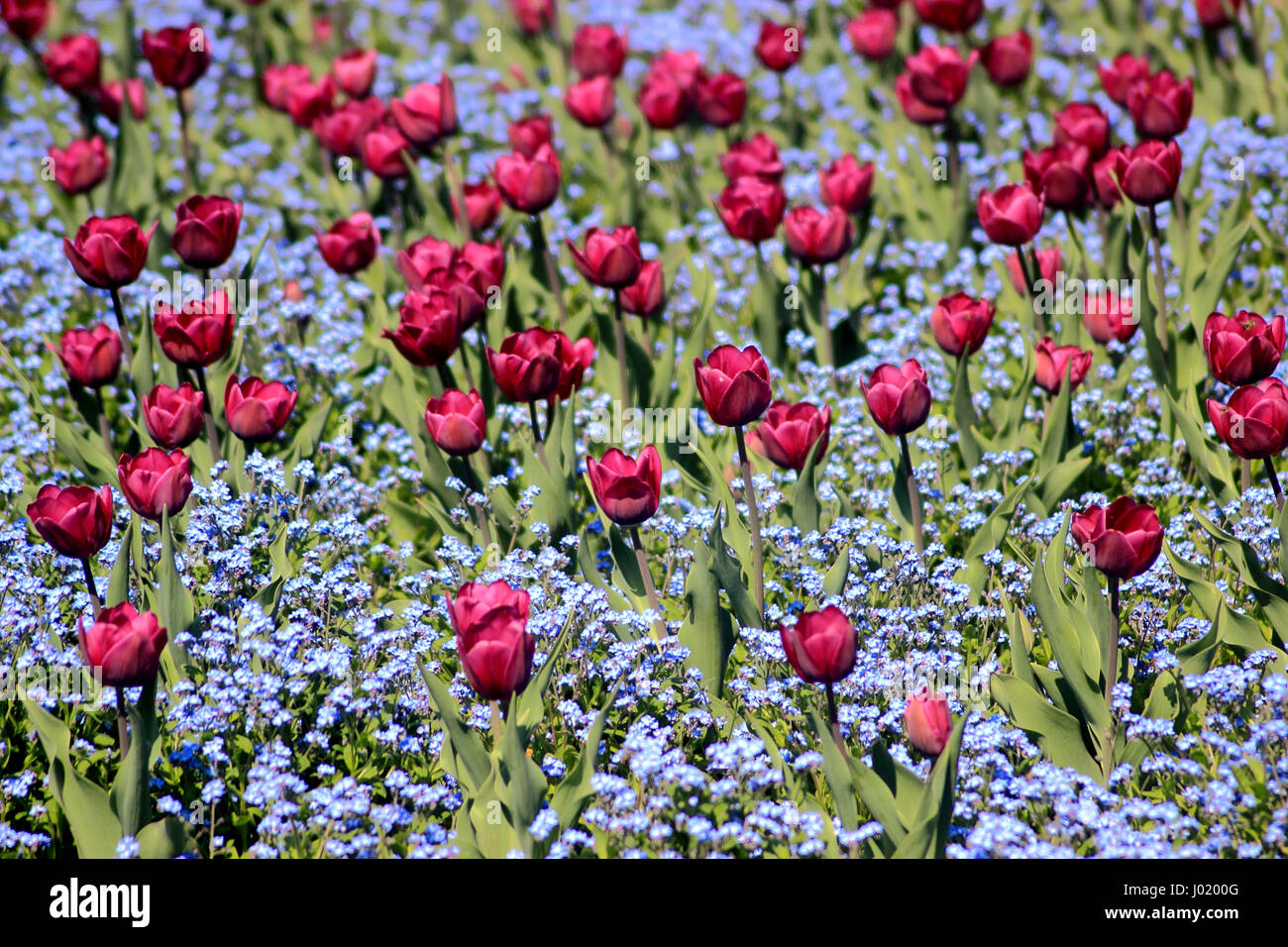 Red and blue flowers hi-res stock photography and images - Alamy