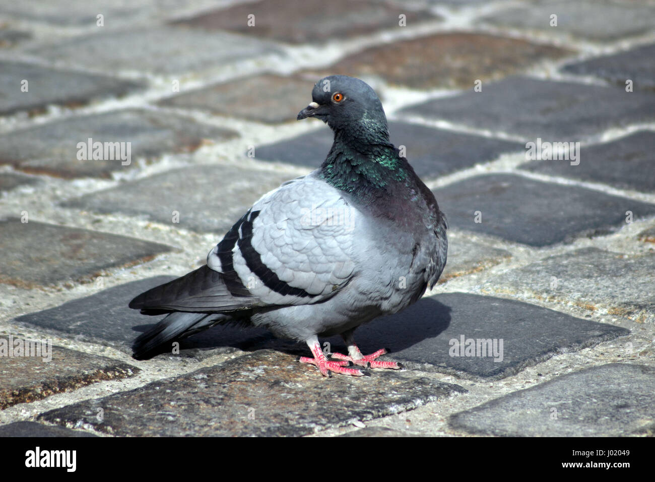 Dirty Pigeon High Resolution Stock Photography and Images - Alamy