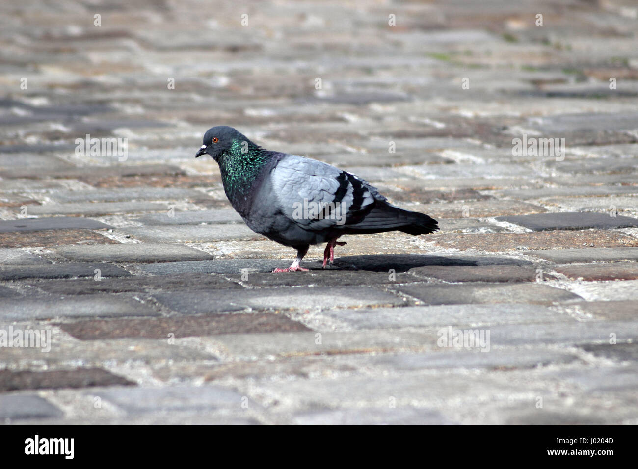 Dirty pigeon hi-res stock photography and images - Alamy