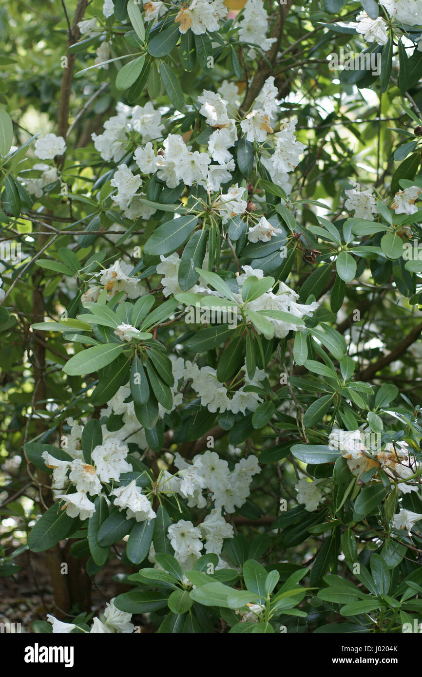 Visitor decorum hi-res stock photography and images - Alamy