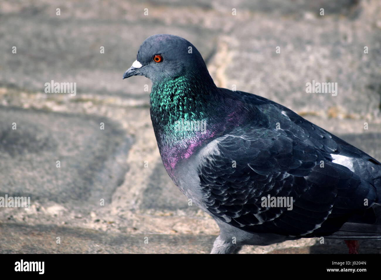 Ordinary pigeon hi-res stock photography and images - Alamy