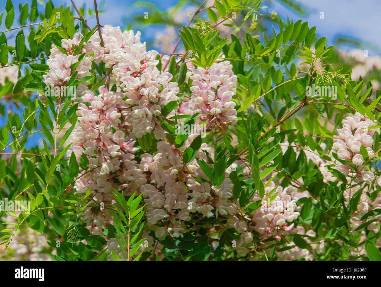 Beautiful Acacia flowers Stock Photo - Alamy