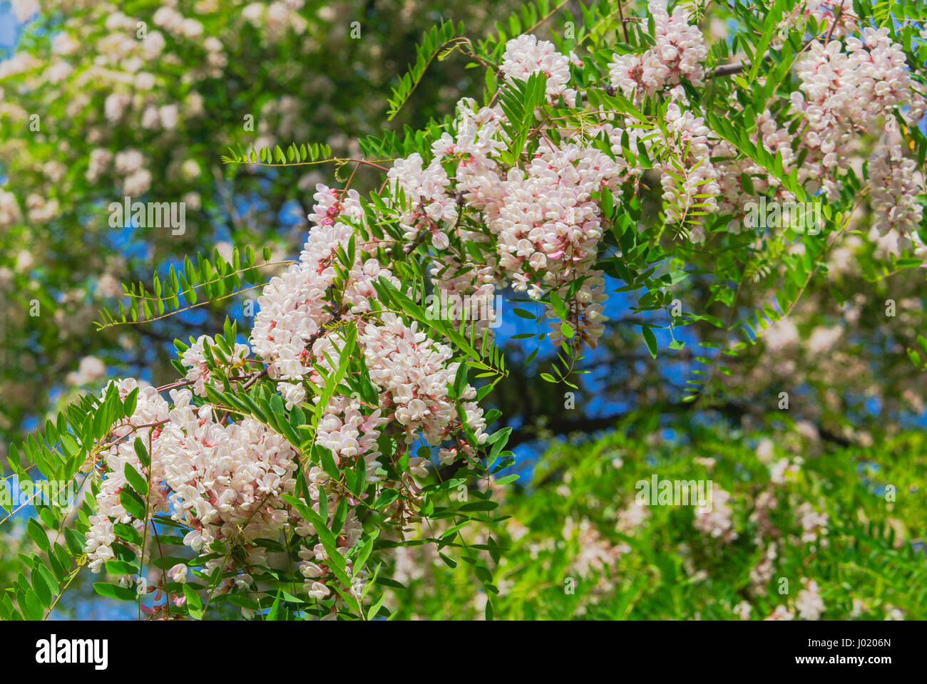 Beautiful Acacia flowers Stock Photo - Alamy