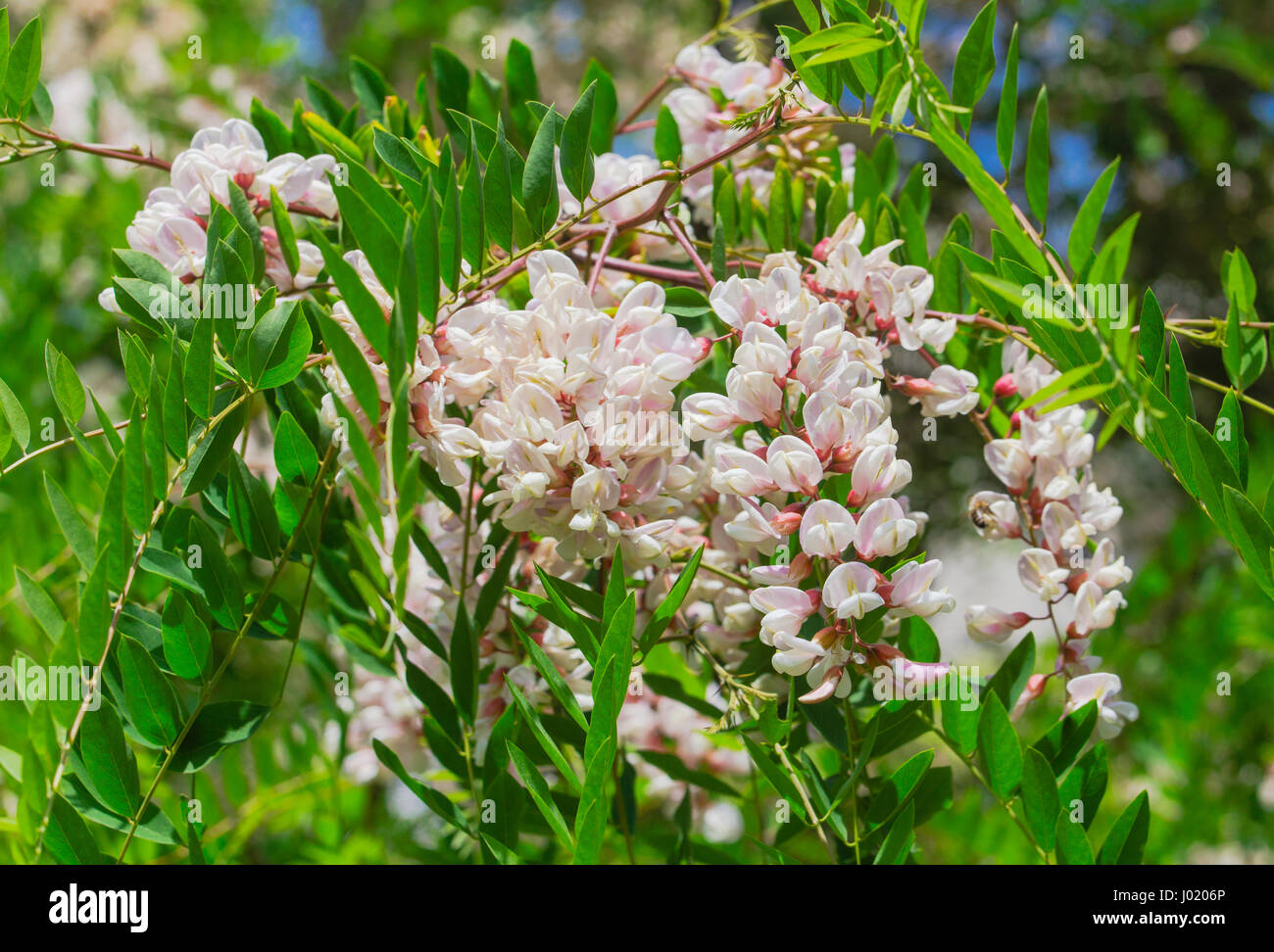 Beautiful Acacia flowers Stock Photo - Alamy