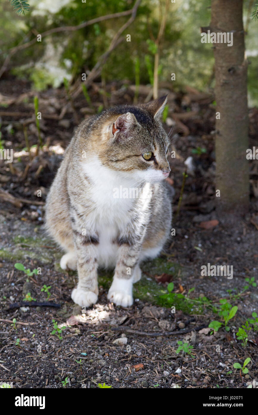 Domestic cat sitting on the ground, enjoying nature Stock Photo - Alamy