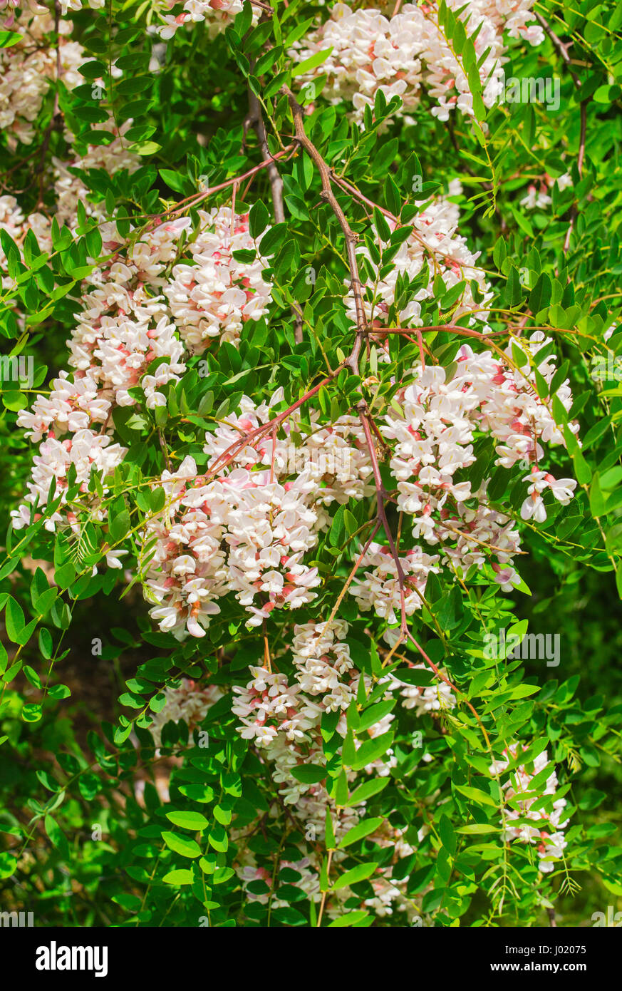 Beautiful Acacia flowers Stock Photo - Alamy
