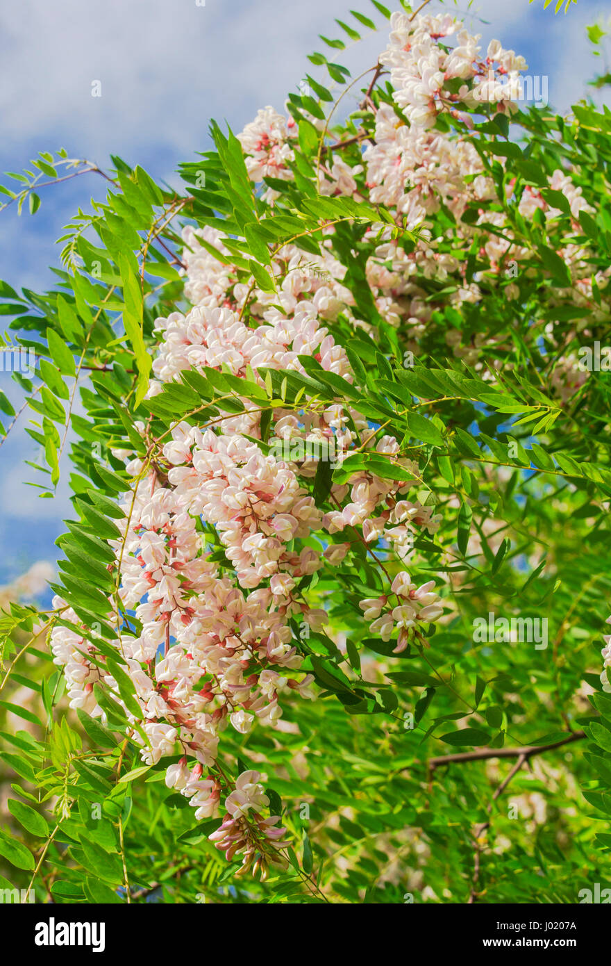 Beautiful Acacia flowers Stock Photo - Alamy