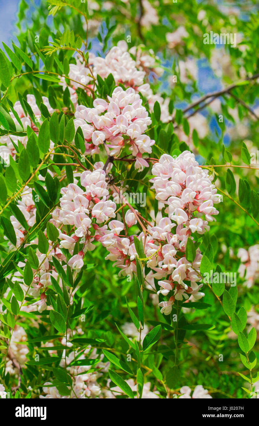 Beautiful Acacia flowers Stock Photo - Alamy