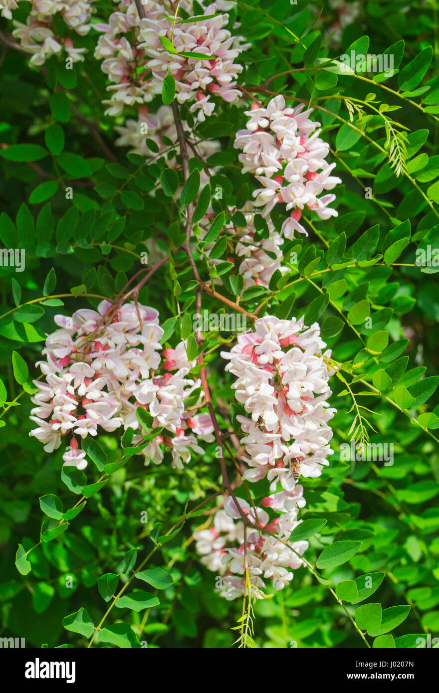 Beautiful Acacia flowers Stock Photo - Alamy
