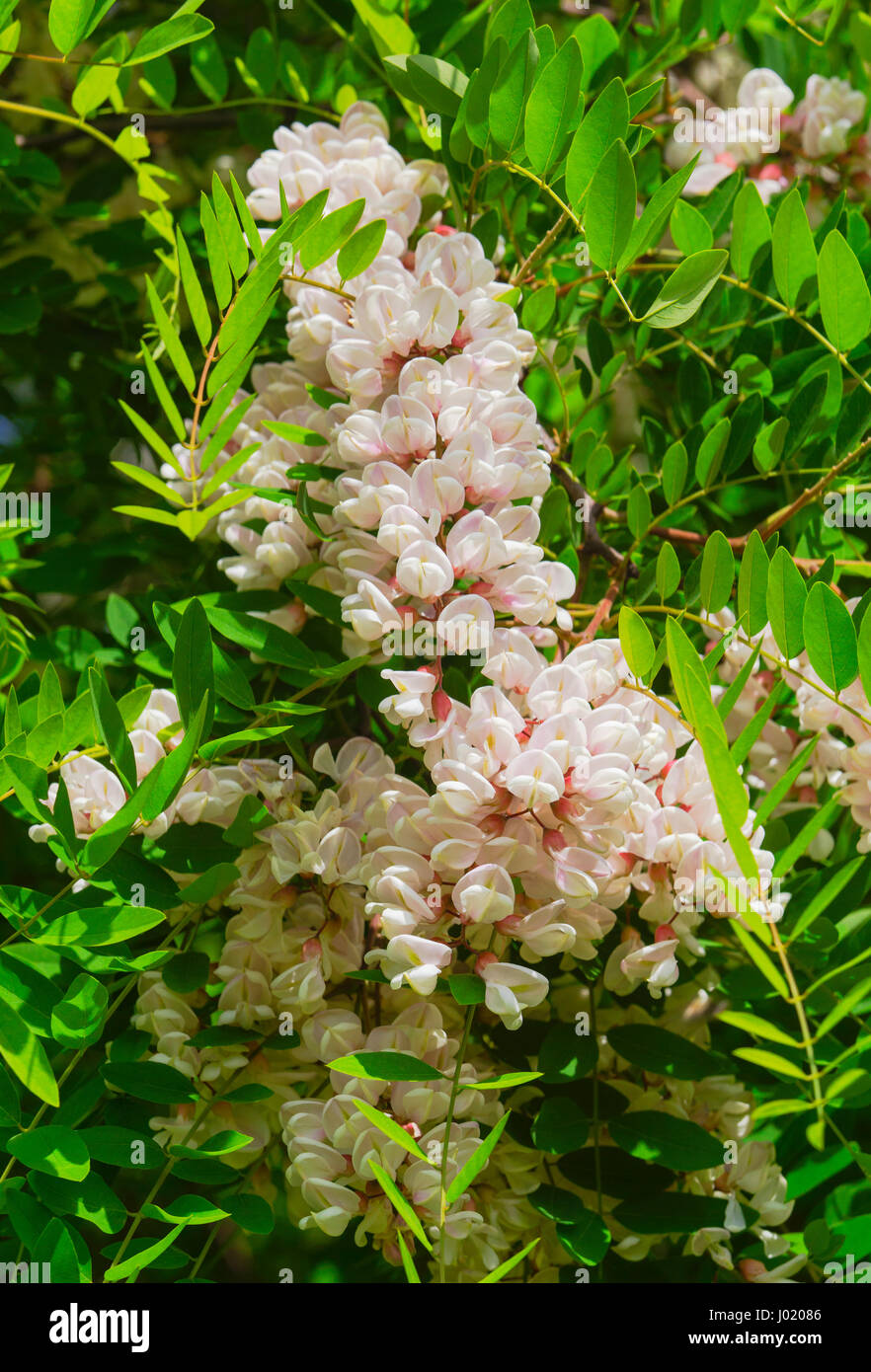 Beautiful Acacia flowers Stock Photo - Alamy