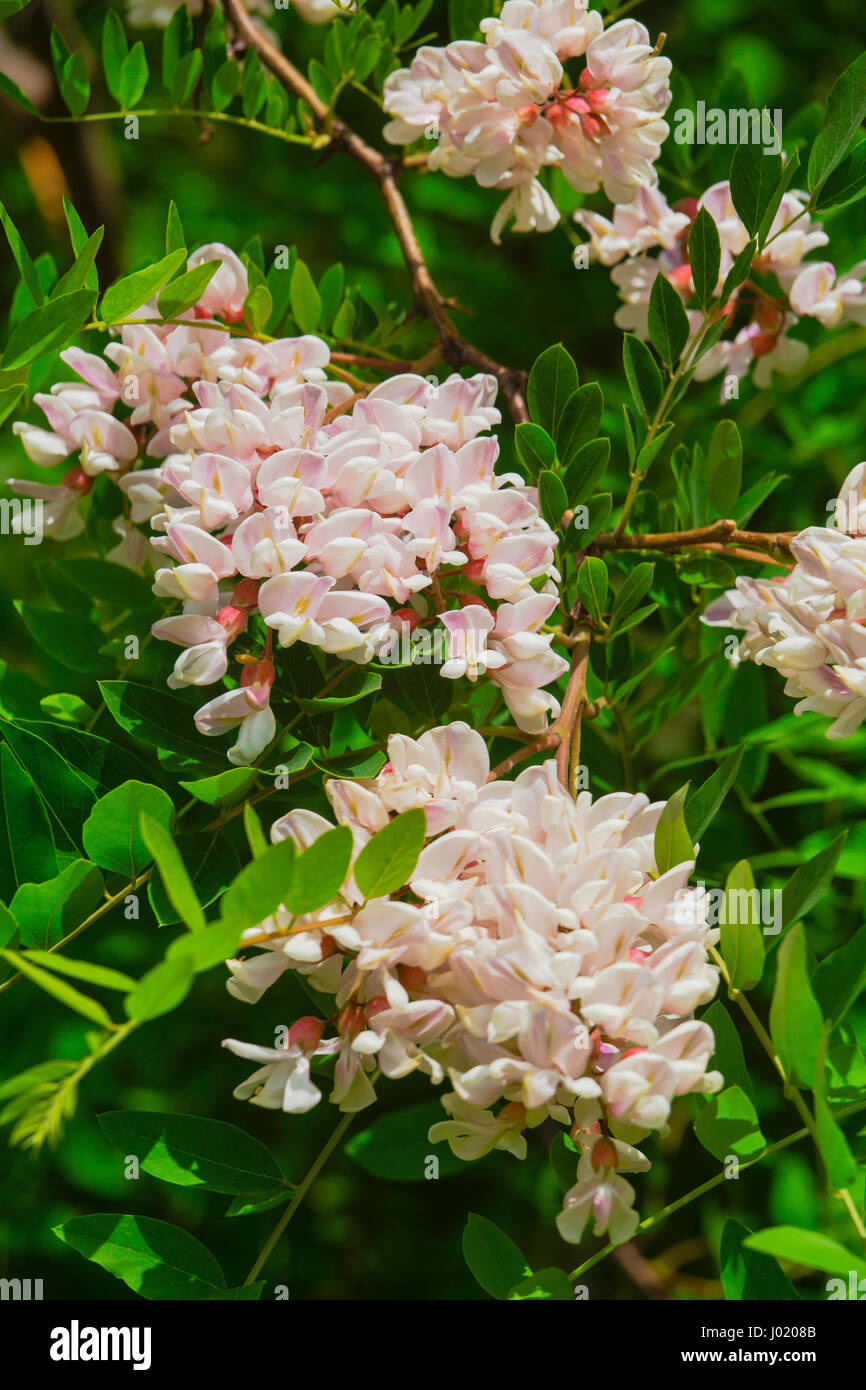 Beautiful Acacia flowers Stock Photo - Alamy