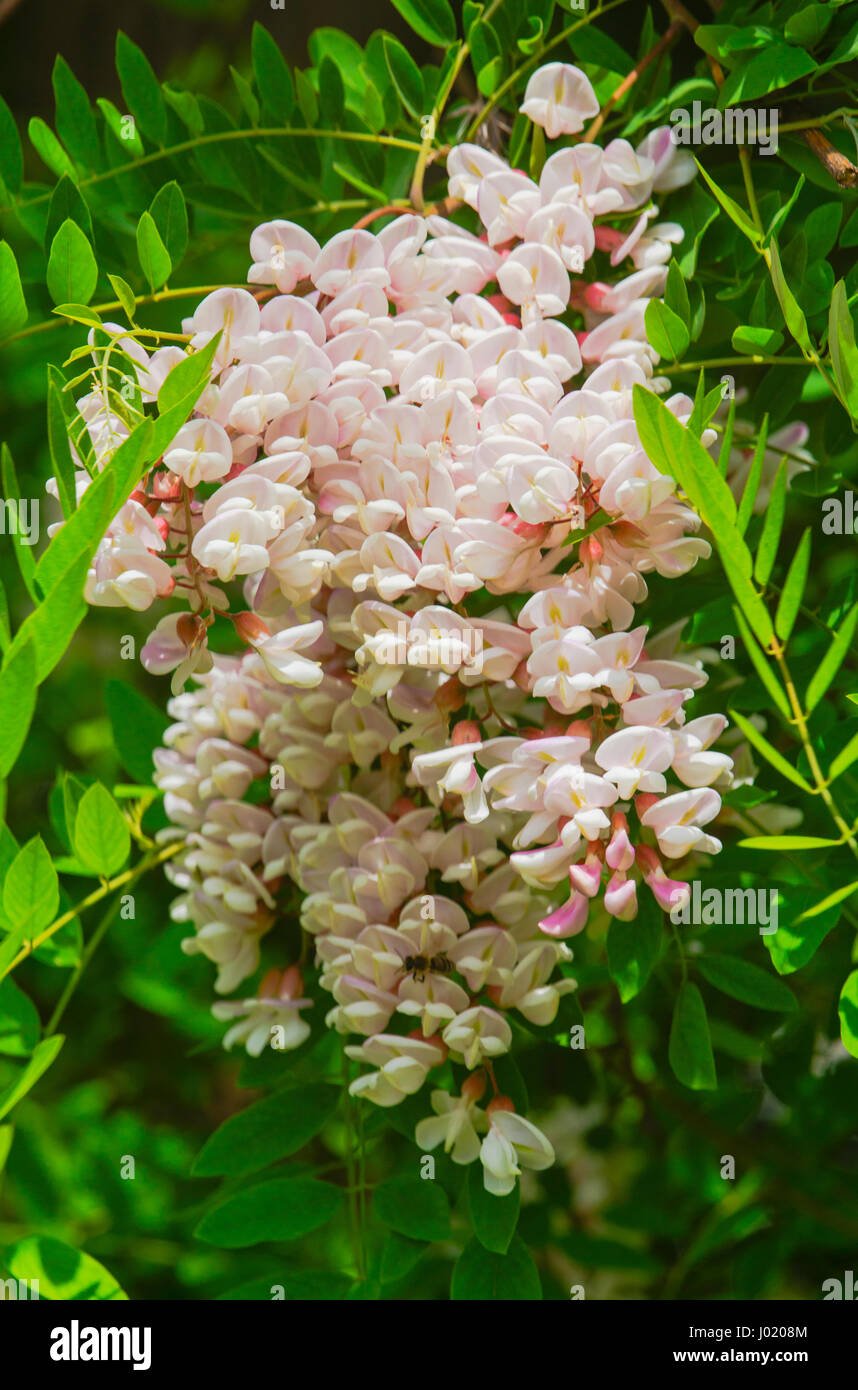 Beautiful Acacia flowers Stock Photo - Alamy
