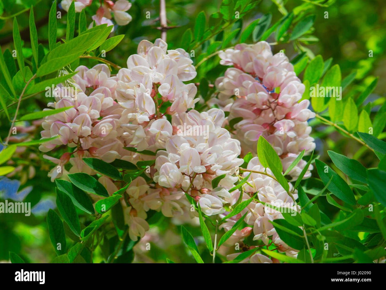 Beautiful Acacia flowers Stock Photo - Alamy