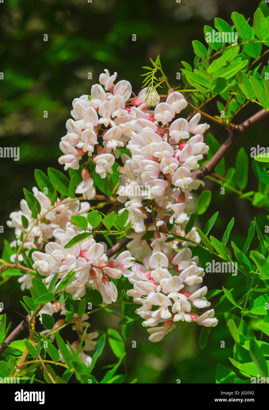 Beautiful Acacia flowers Stock Photo - Alamy