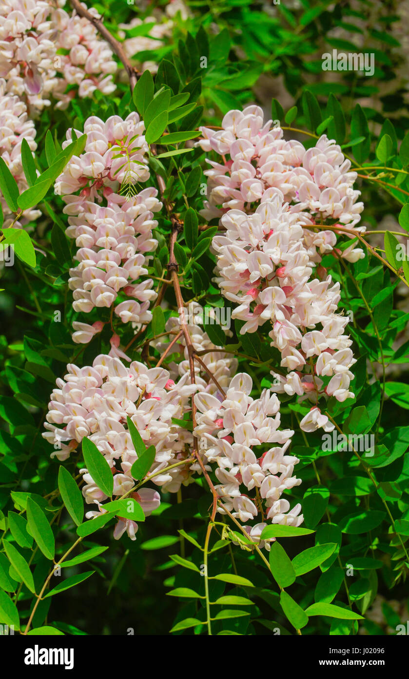 Beautiful Acacia flowers Stock Photo - Alamy