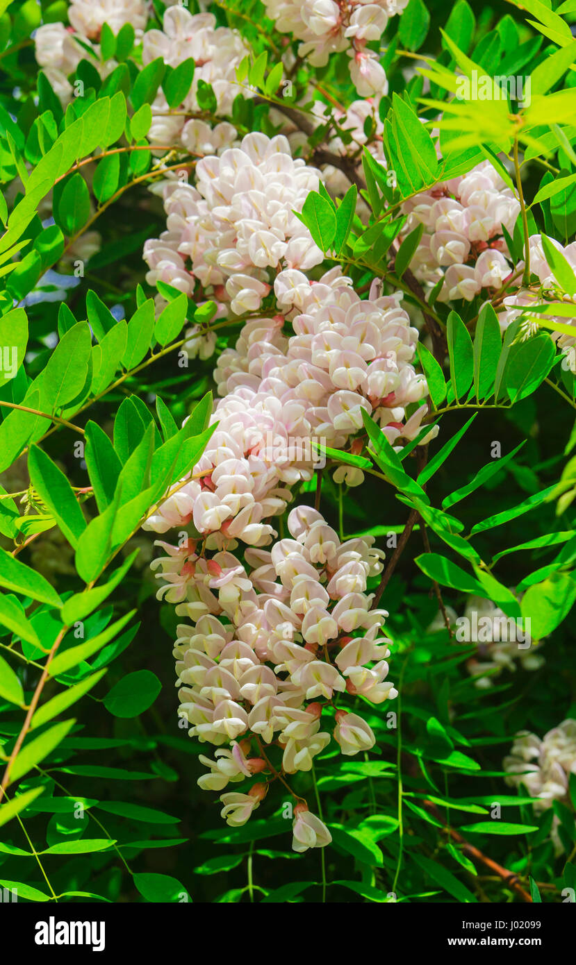 Beautiful Acacia flowers Stock Photo - Alamy