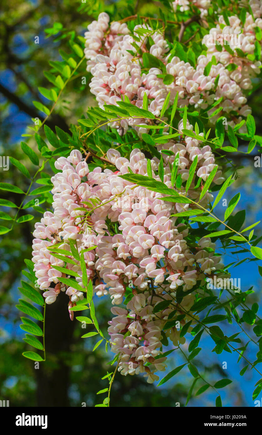 Beautiful Acacia flowers Stock Photo - Alamy