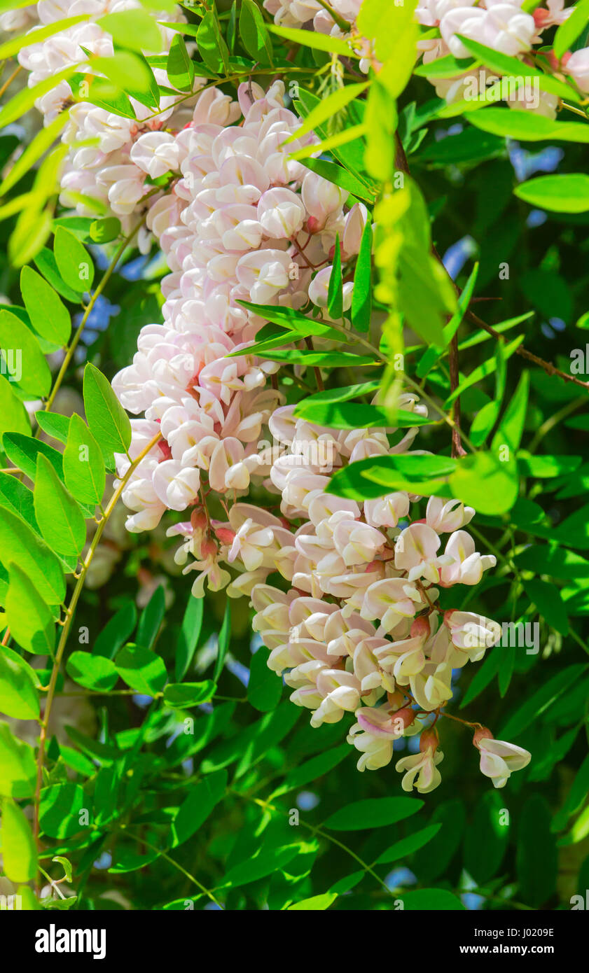 Beautiful Acacia flowers Stock Photo - Alamy