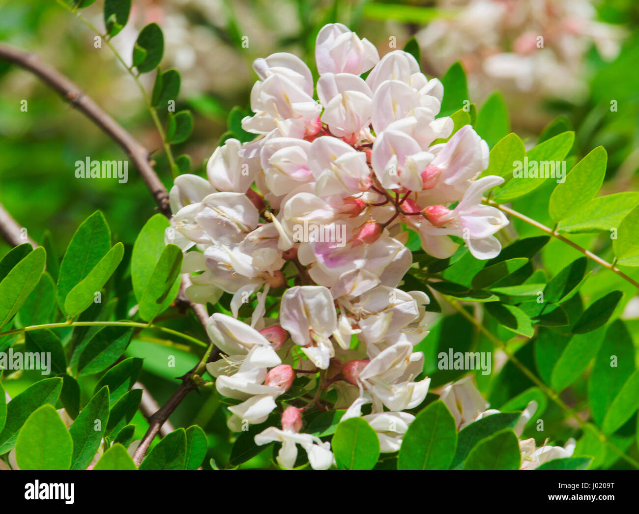Beautiful Acacia flowers Stock Photo - Alamy