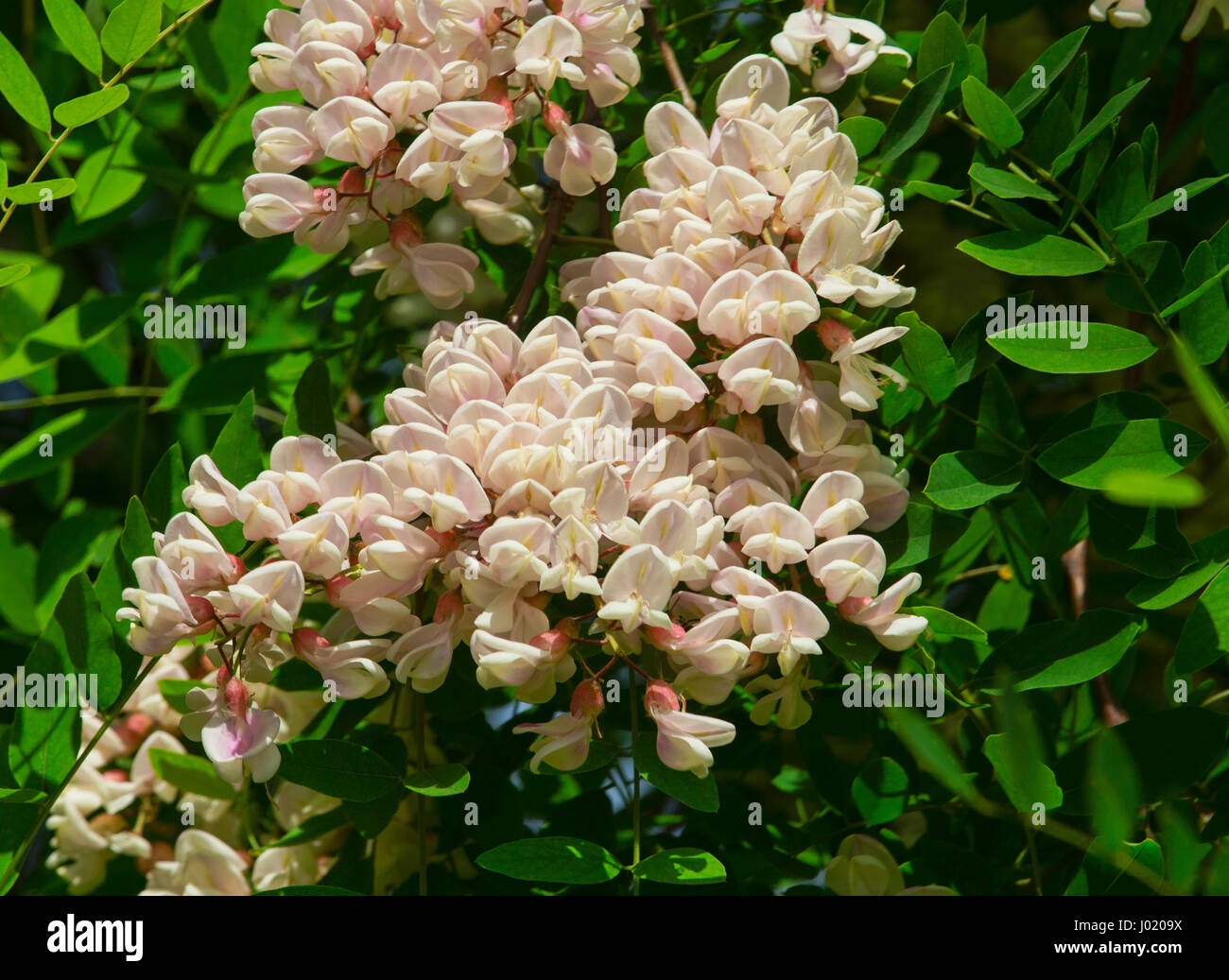 Beautiful Acacia flowers Stock Photo - Alamy