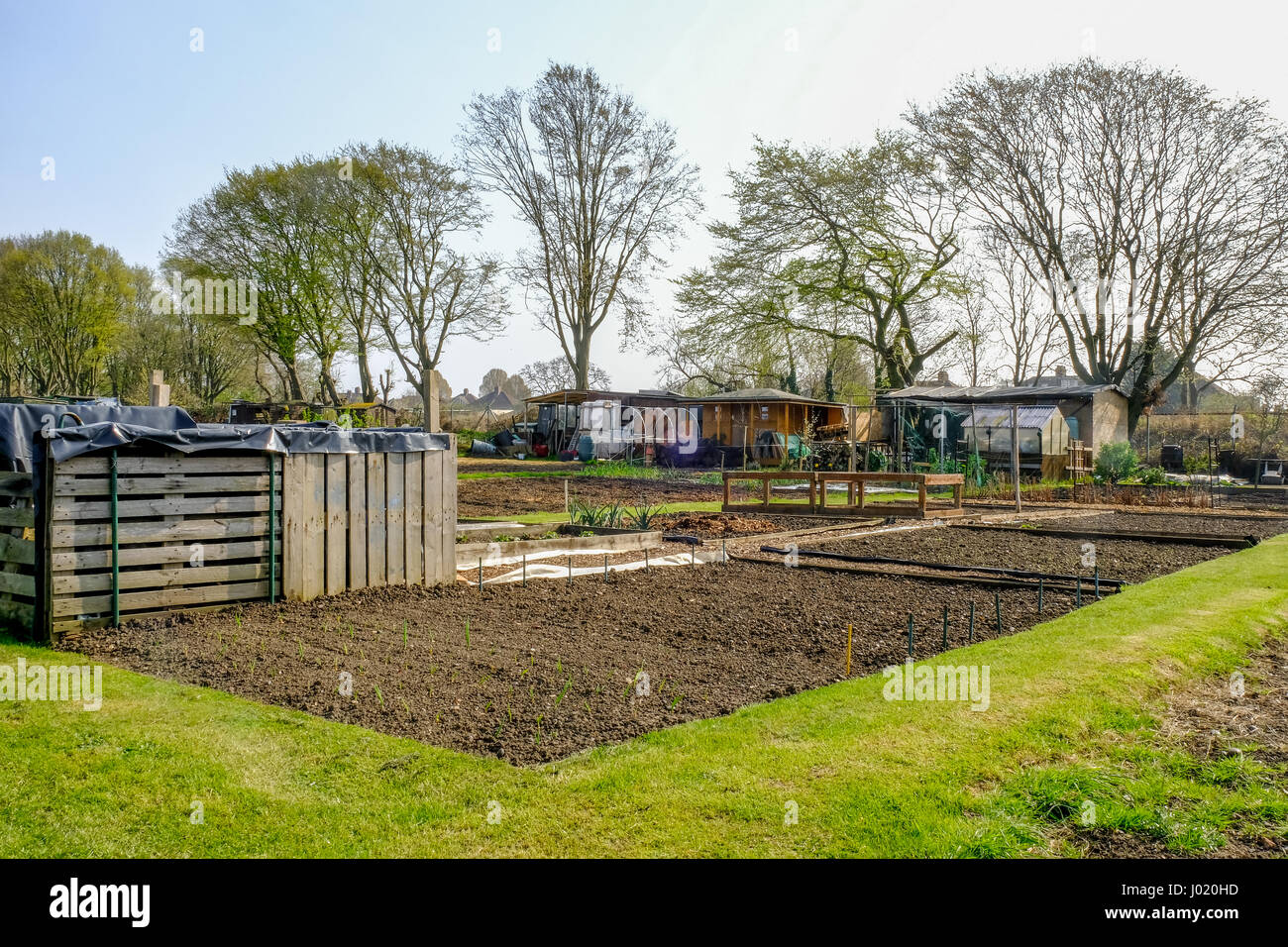 allotment in springtime with newly prepared plot and new growth Stock ...