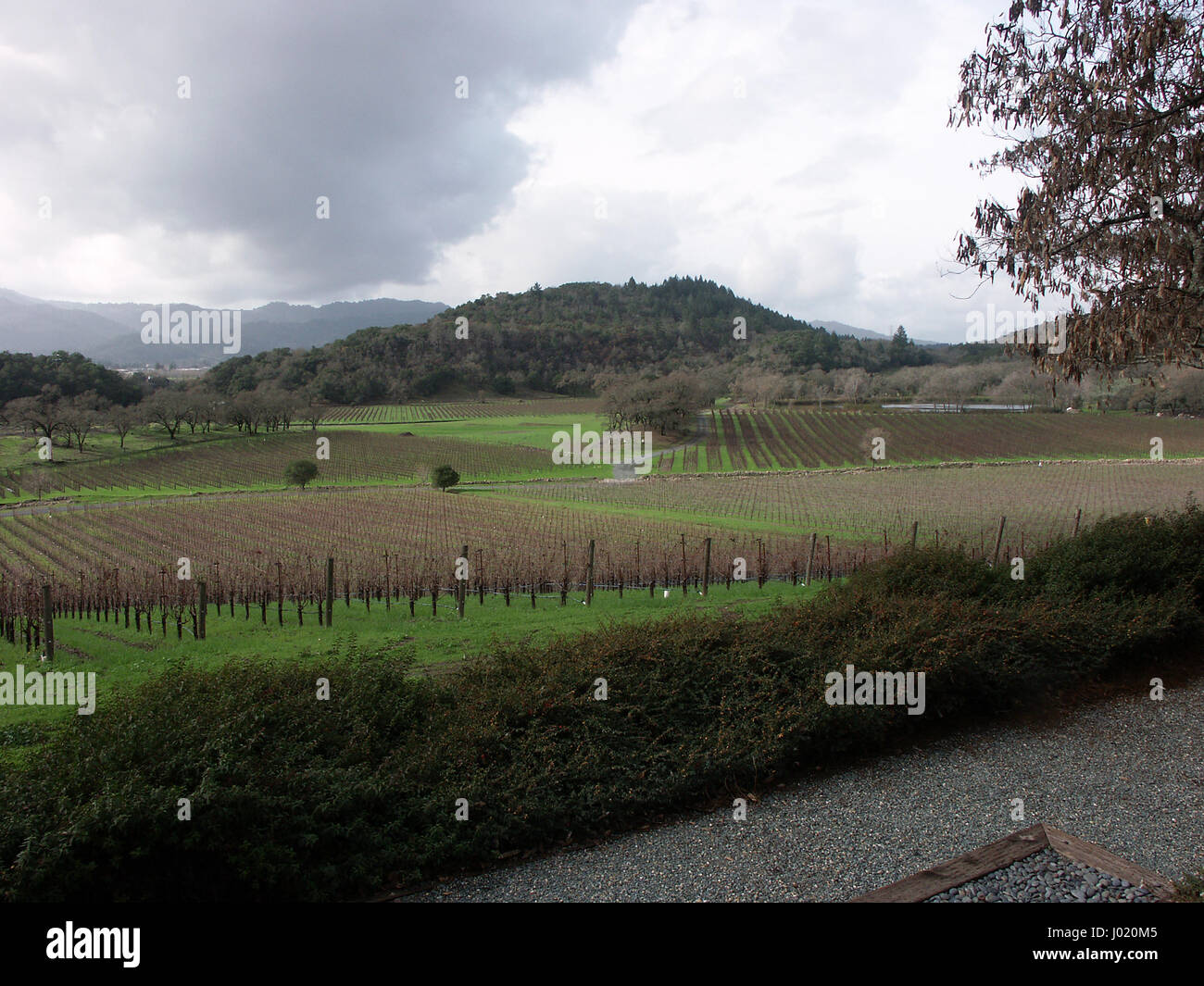 Vineyard in Napa Valley during the Winter Stock Photo - Alamy