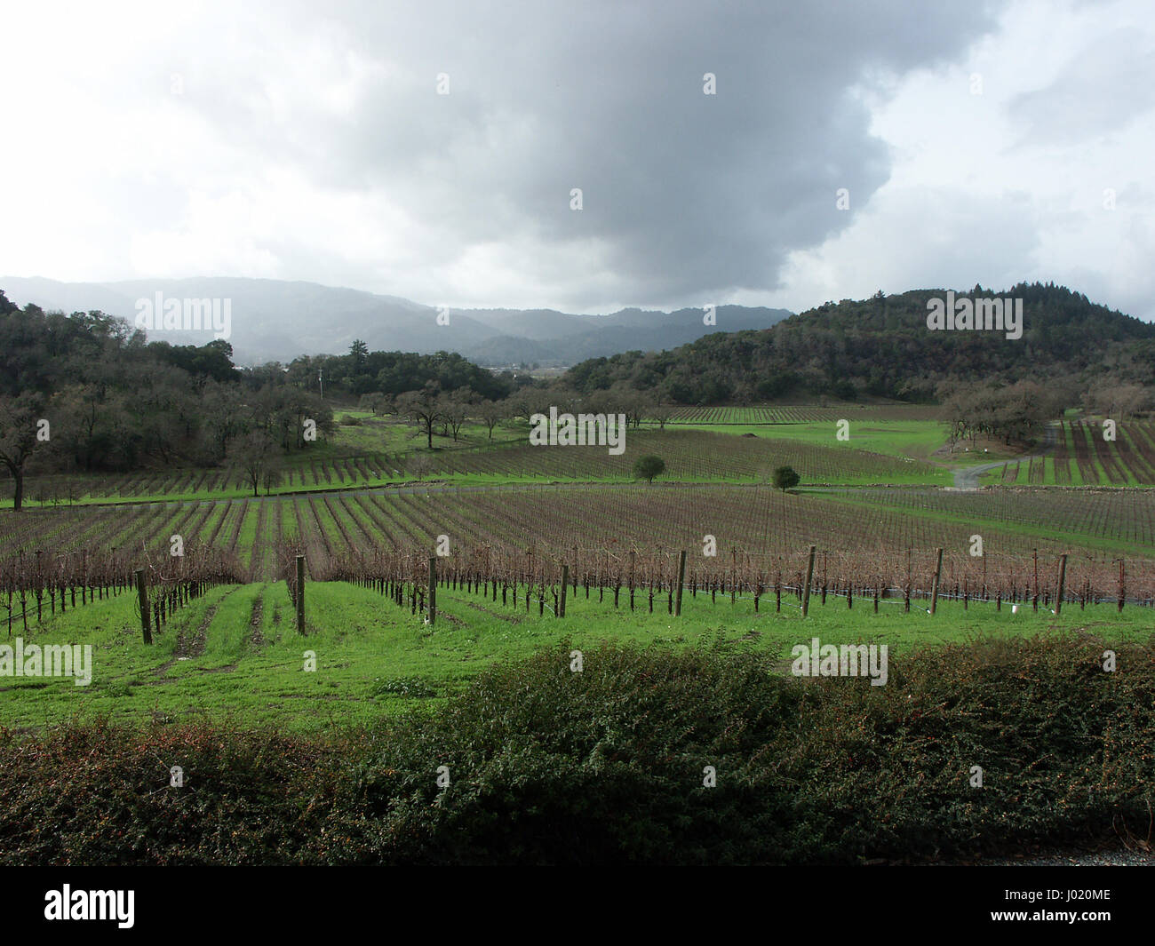 Vineyard in Napa Valley during the Winter Stock Photo - Alamy