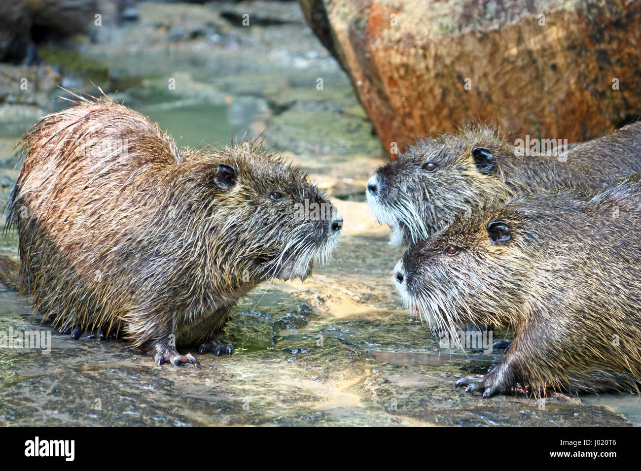 Nutria in zoo hi-res stock photography and images - Alamy