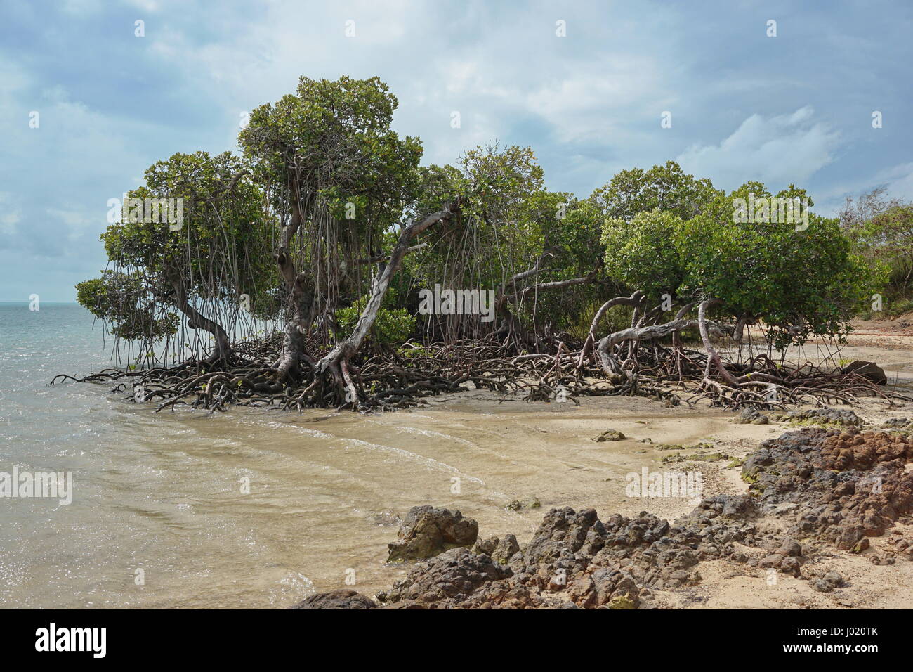 Mangrove tree on the seashore, West coast of Grande Terre island, New ...