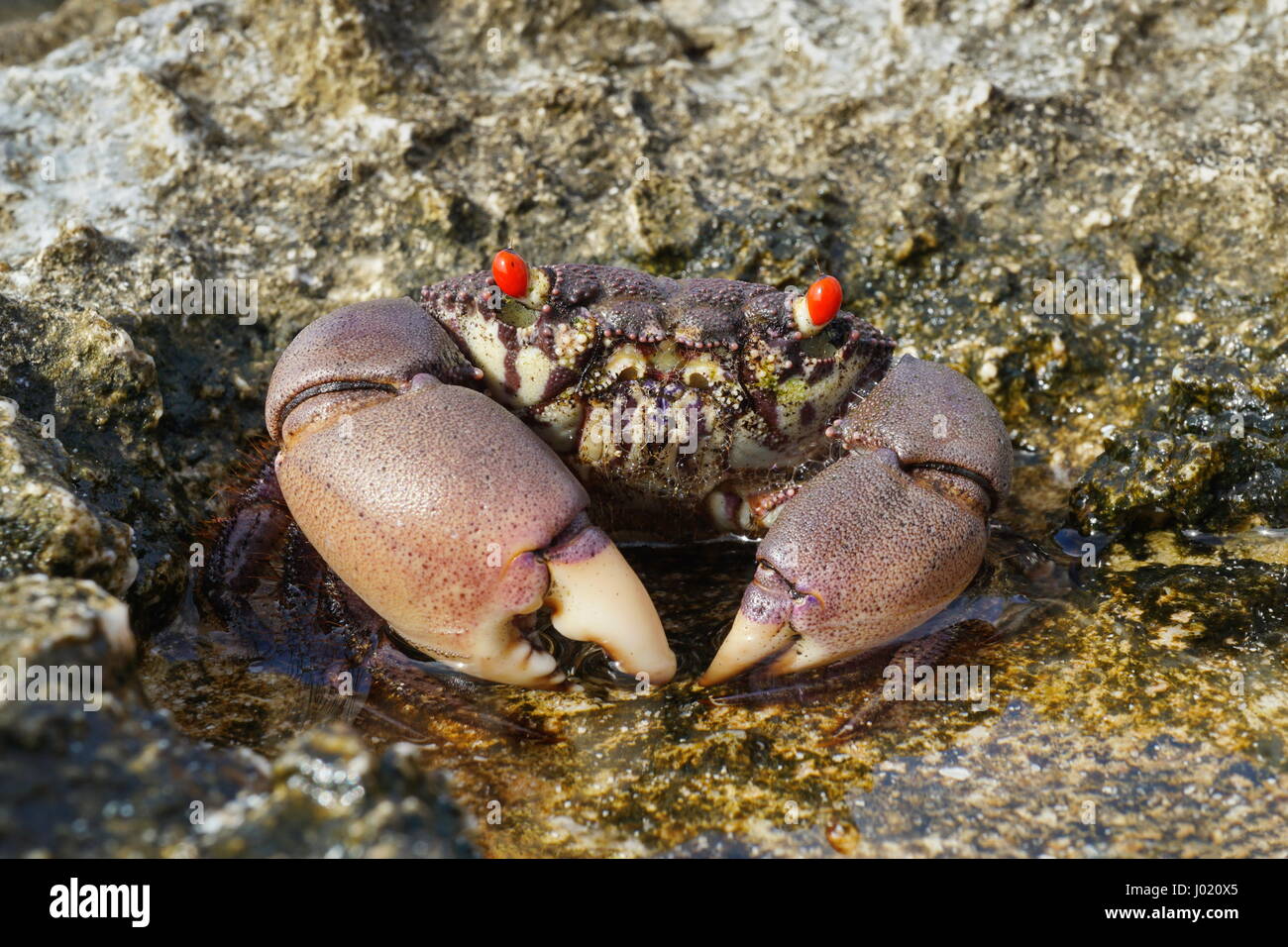 Red eyed rock crab hi-res stock photography and images - Alamy