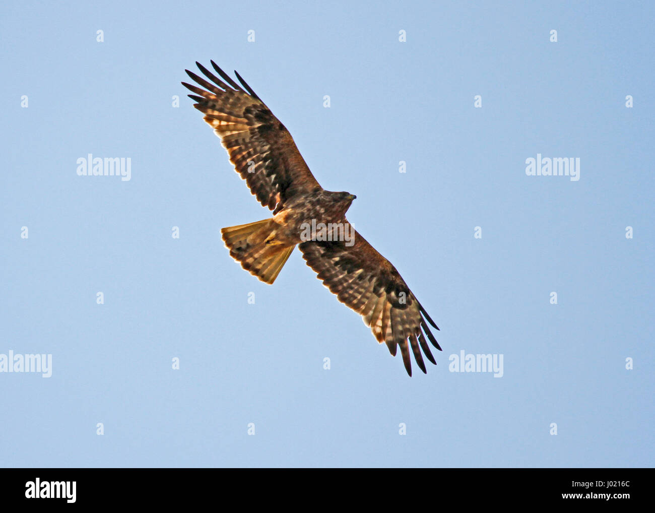 Booted eagle spain hi-res stock photography and images - Alamy