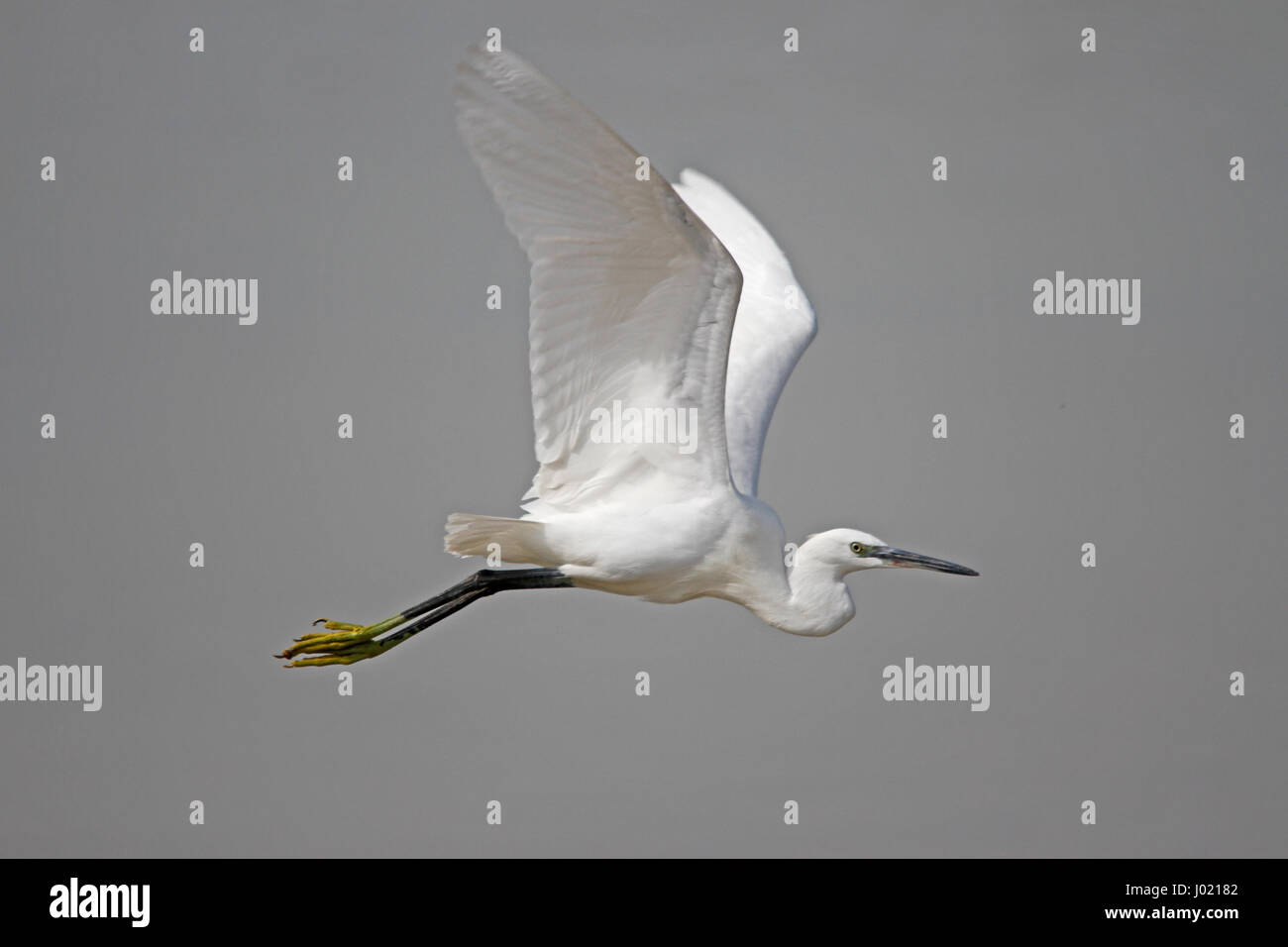 Egret in flight Stock Photo - Alamy