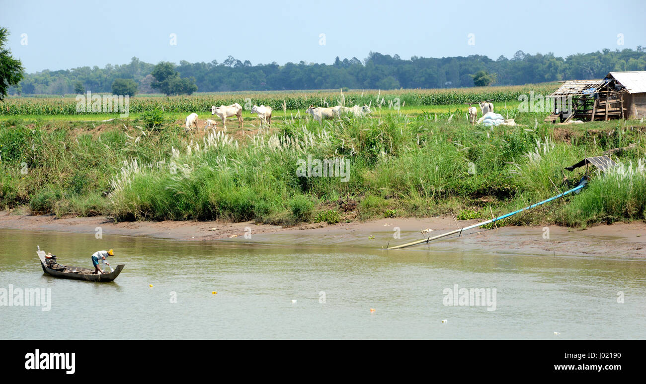 Cambodian crops hi-res stock photography and images - Alamy