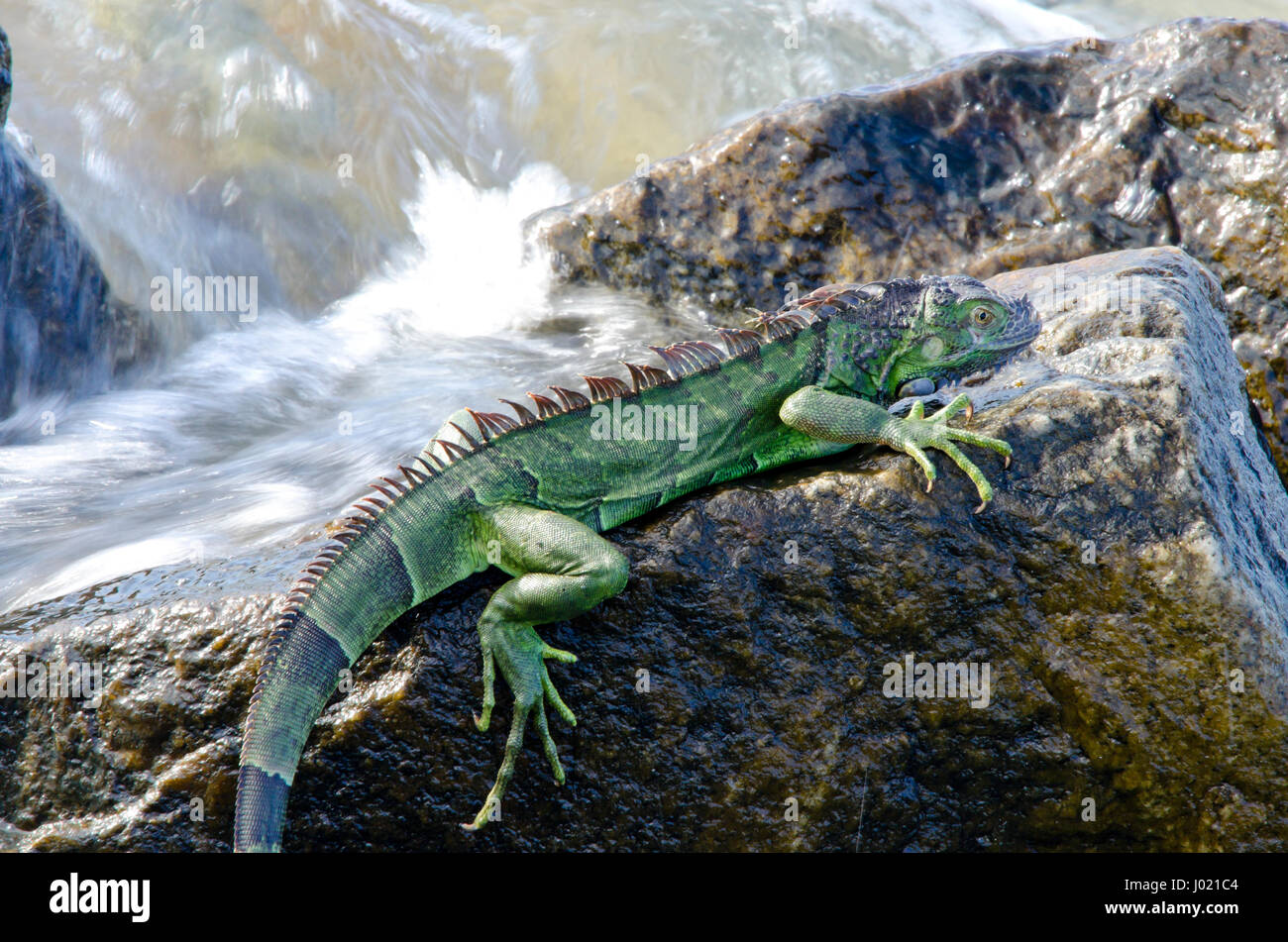 Lizard in Key West Florida Stock Photo - Alamy