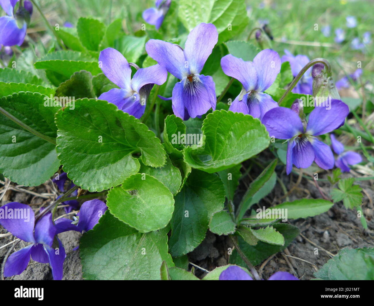 Fragrant violets wild flower (English Sweet Violets, Viola odorata ...