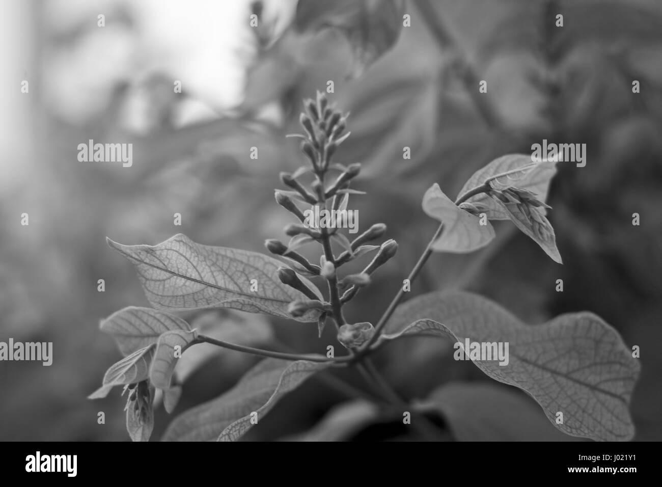 Natural green background selective focus Black and White Stock Photos ...